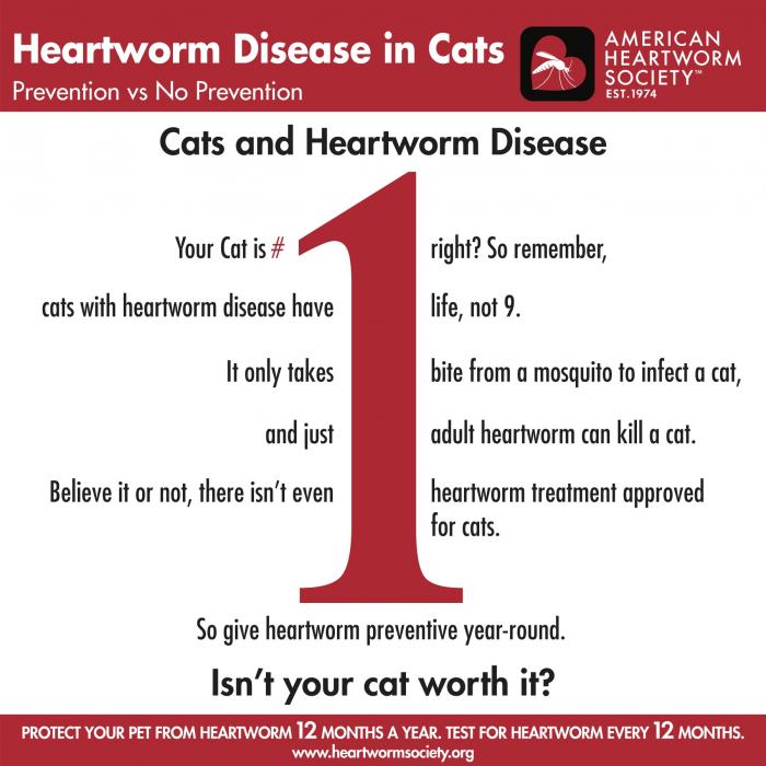 Heartworm Disease | Lawndale Veterinary Hospital